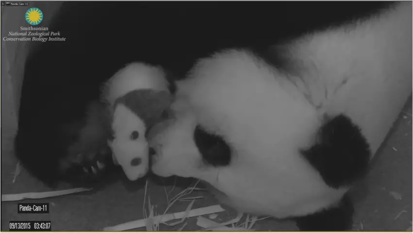 Zoo ya Kitaifa Inataka Picha Zako Zilizopendeza Zaidi za Panda Cam 51838_5