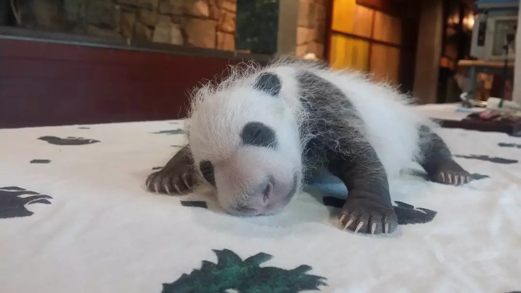 Nacionalinis zoologijos sodas nori jūsų gražiausių „Panda Cam“ nuotraukų 51838_6