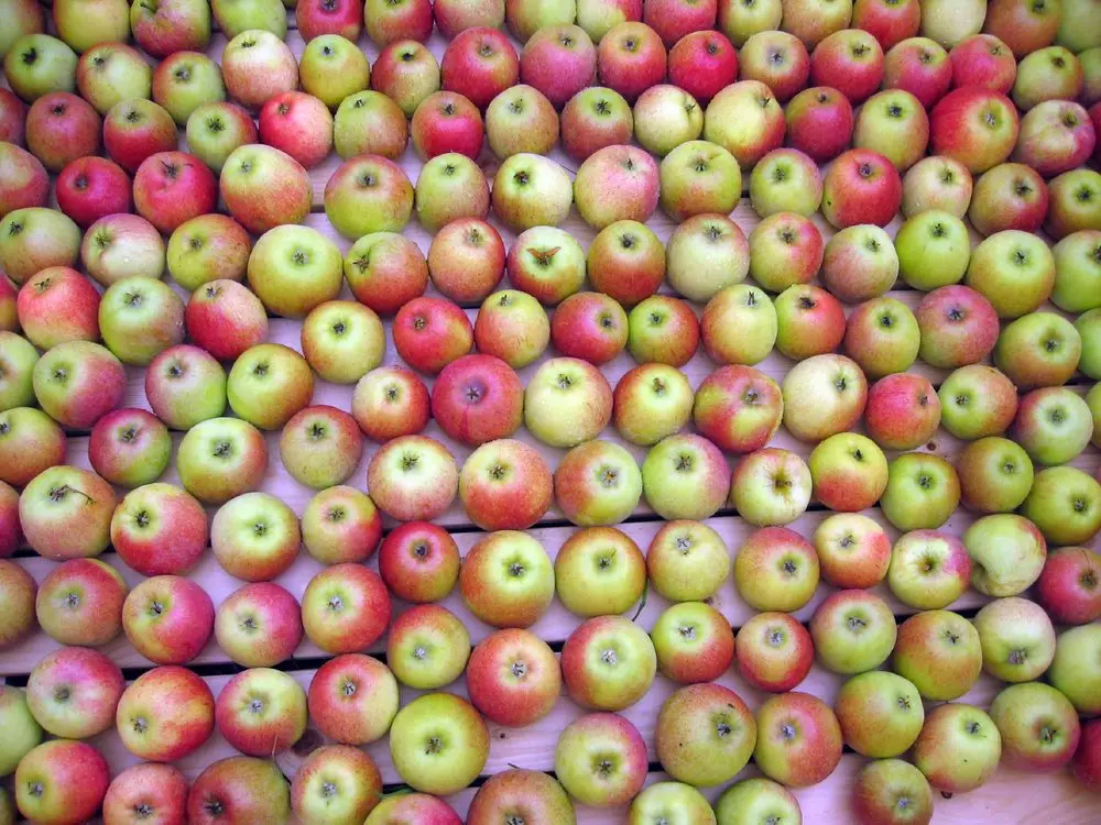 Lati Fi awọn apples ti a nifẹ loni pamọ, a nilo lati fipamọ awọn baba atijọ wọn