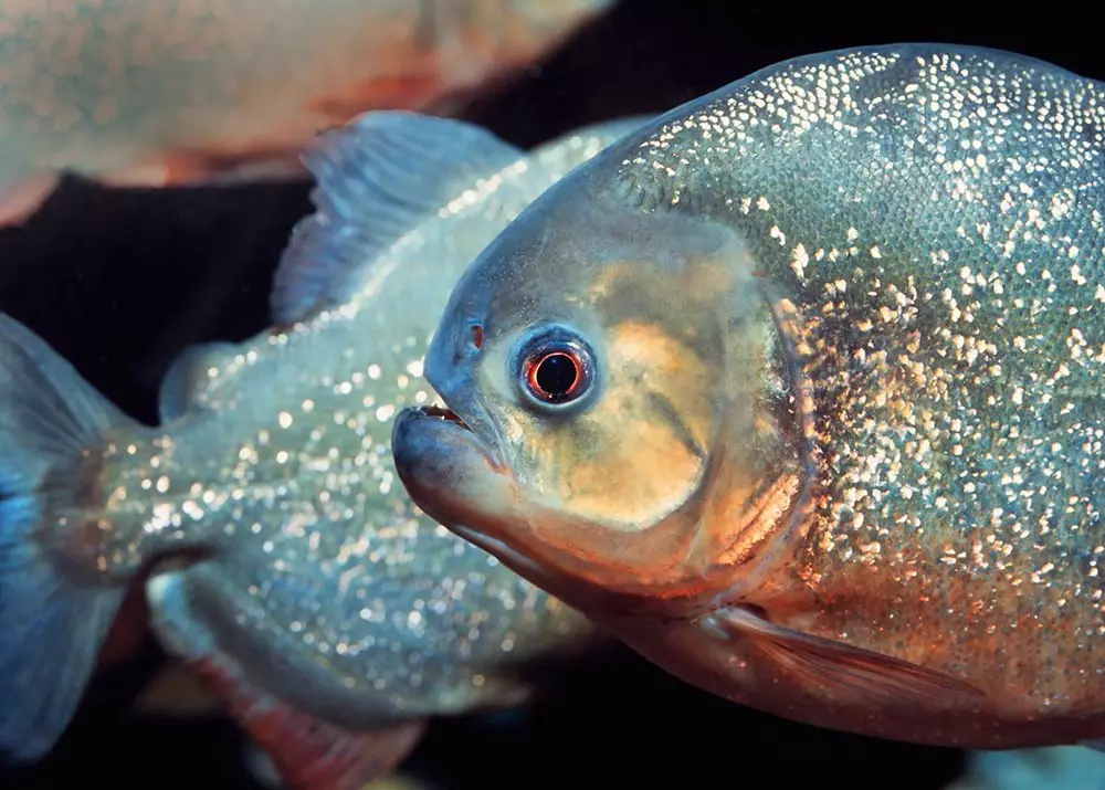 Red-bellied piranha