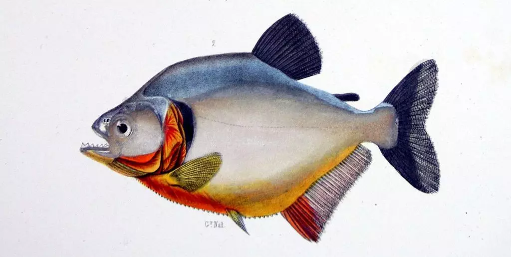 Castelnau piranha sketsa