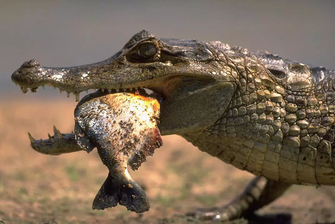 Caiman eating piranha