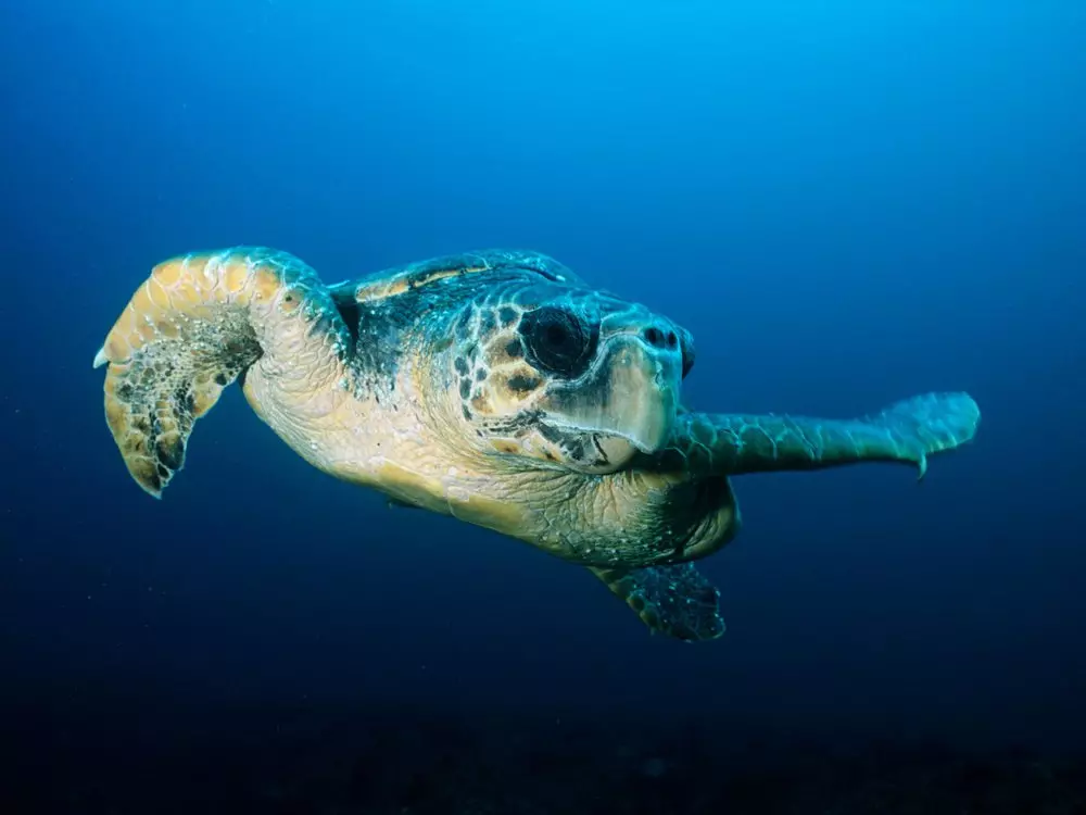 Earth’s Magnetic Field Draws Sea Turtles to Their Nests