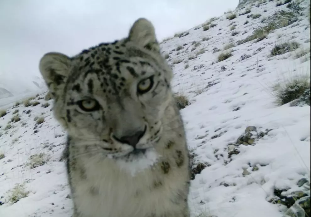 snowleopard-1.jpg