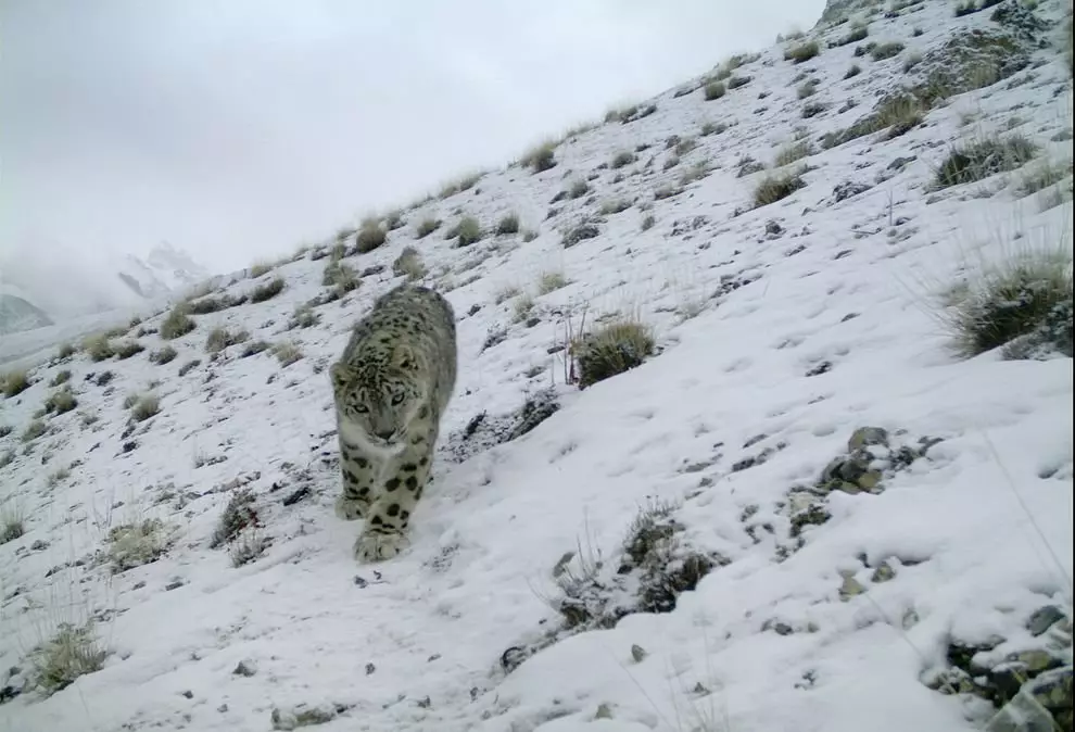 Nieuchwytny lampart śnieżny złapany w pułapkę kamery