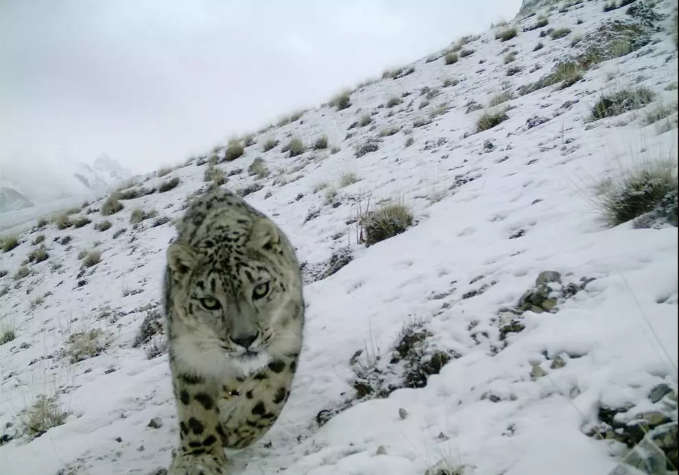 L'insaisissable léopard des neiges, pris dans un piège photographique