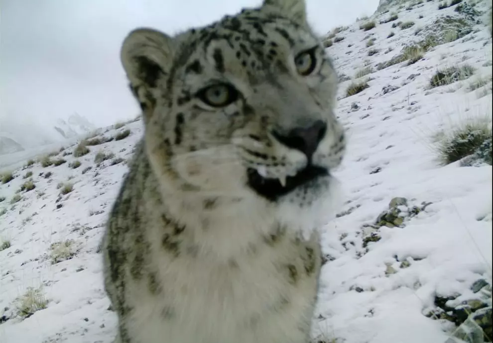 El escurridizo leopardo de las nieves, atrapado en una cámara trampa
