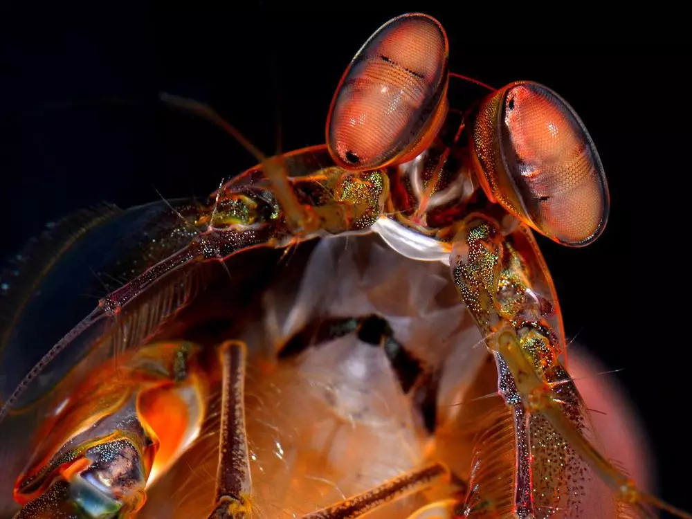 Ollos de camarón mantis