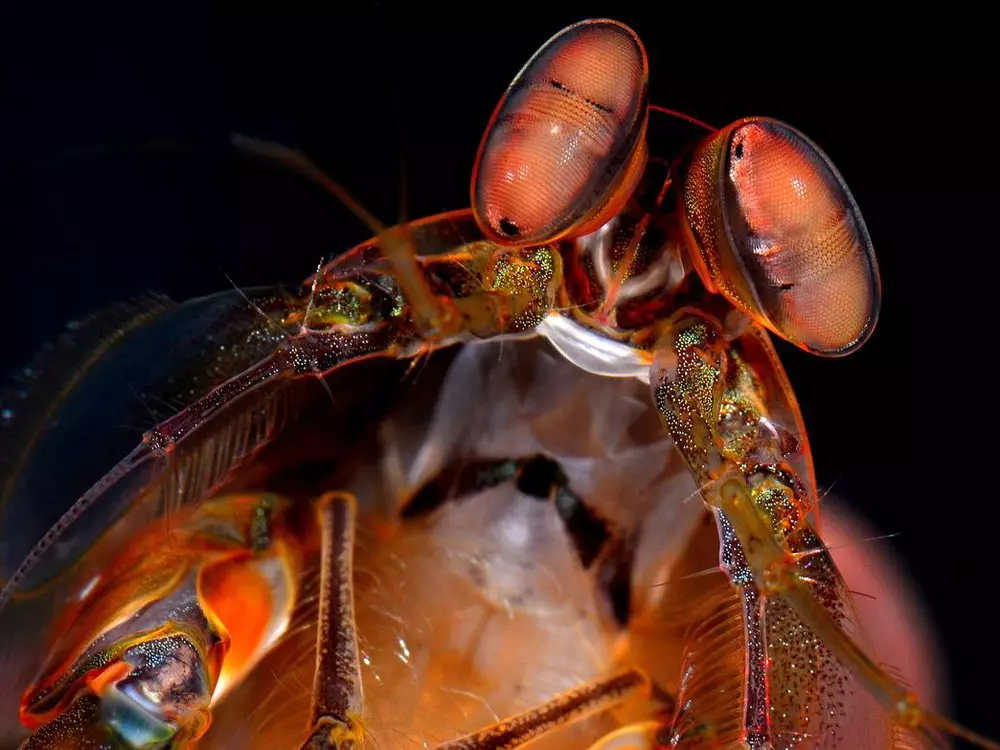 Shrimp ea Mantis e Hlahisa Khamera e Ncha bakeng sa ho lemoha Kankere