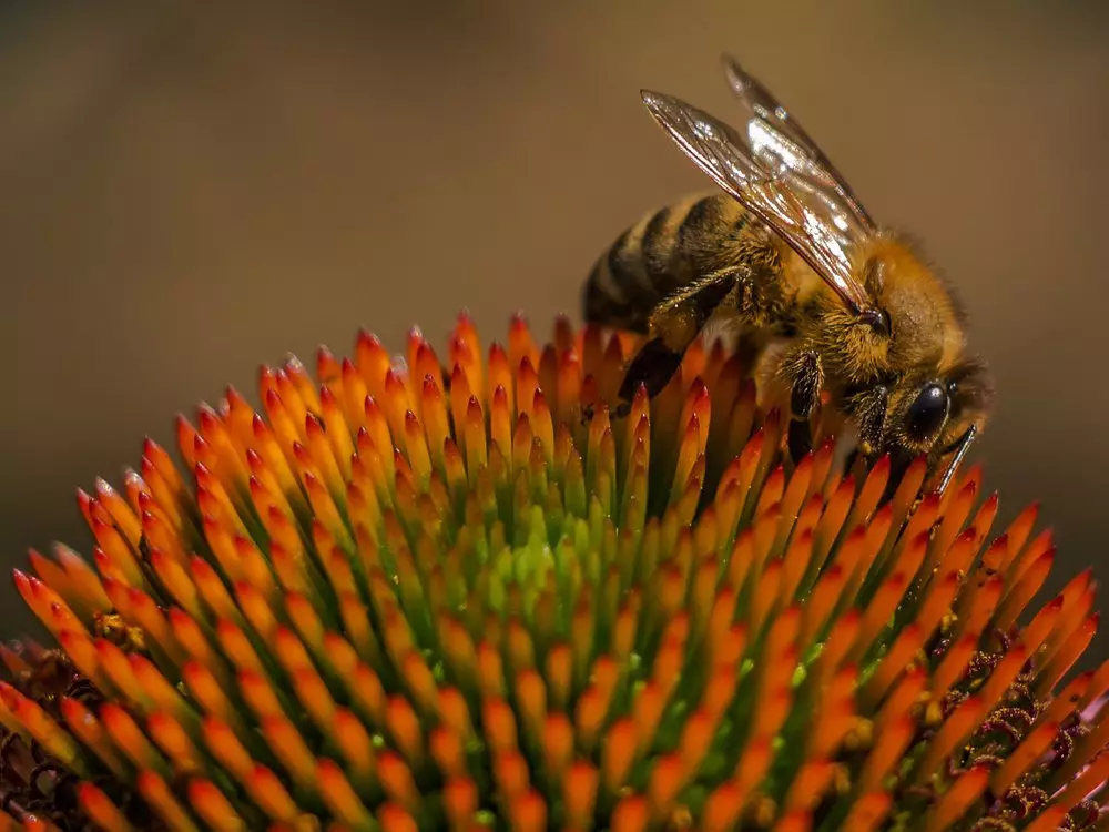 Πώς μπλέκει η κλιματική αλλαγή με τις μέλισσες
