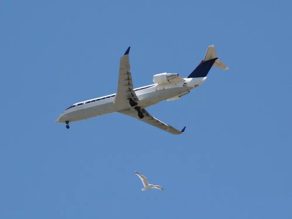 Lentokoneet lentävät liian nopeasti, jotta linnut voisivat väistää