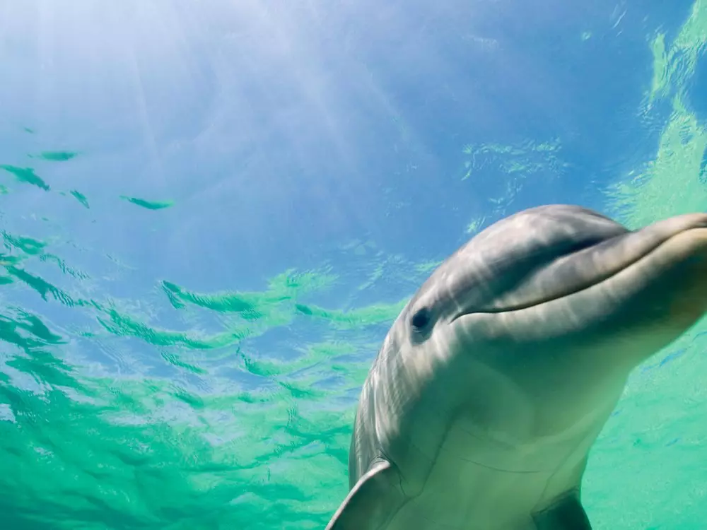 Un delfín albino fue visto en la costa de Florida