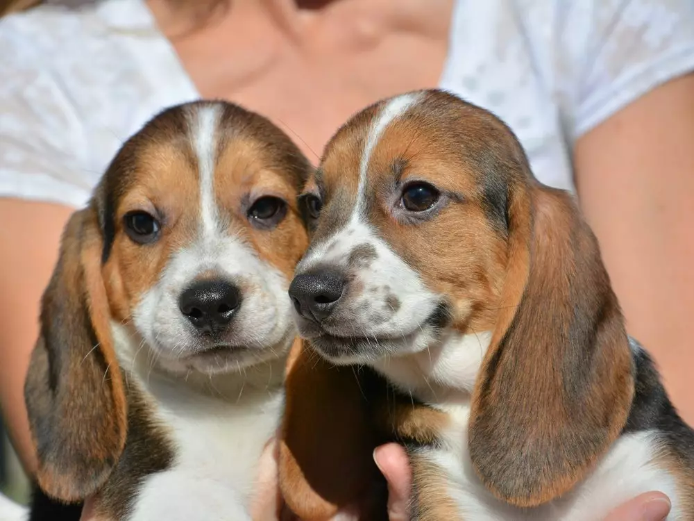 Beagles ti bebe sa yo se premye chen ki fèt pa fètilizasyon in vitro