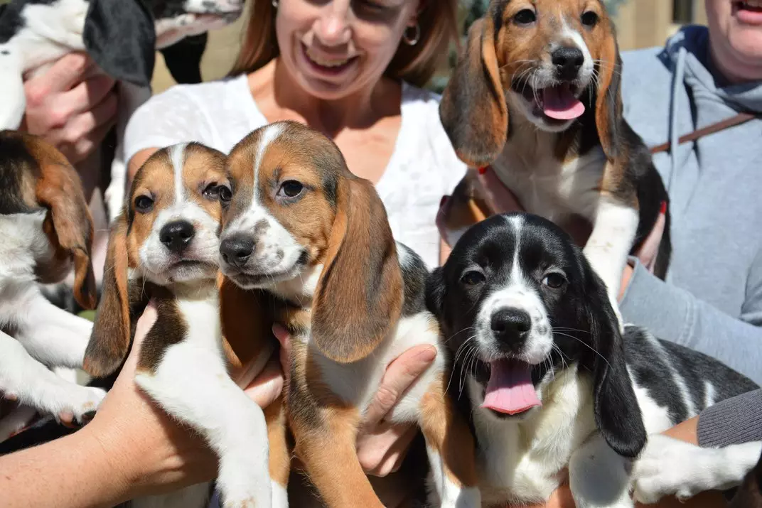 Kini nga mga Baby Beagles Mao ang Unang mga Iro nga Natawo pinaagi sa In Vitro Fertilization