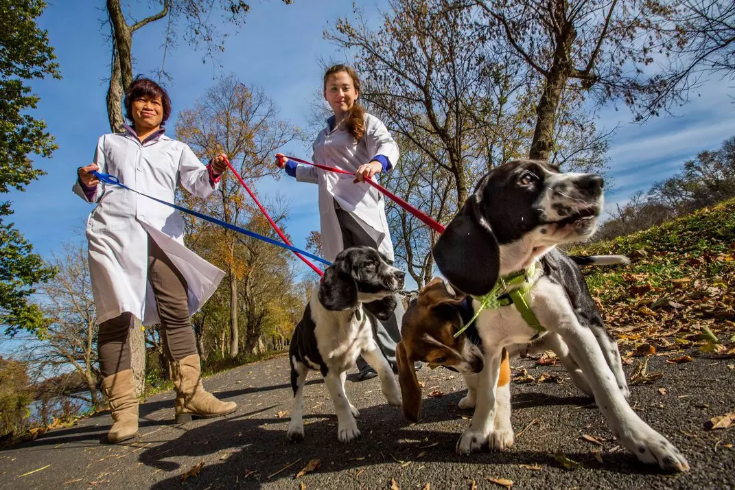 Estes bebês Beagles são os primeiros cães nascidos por fertilização in vitro