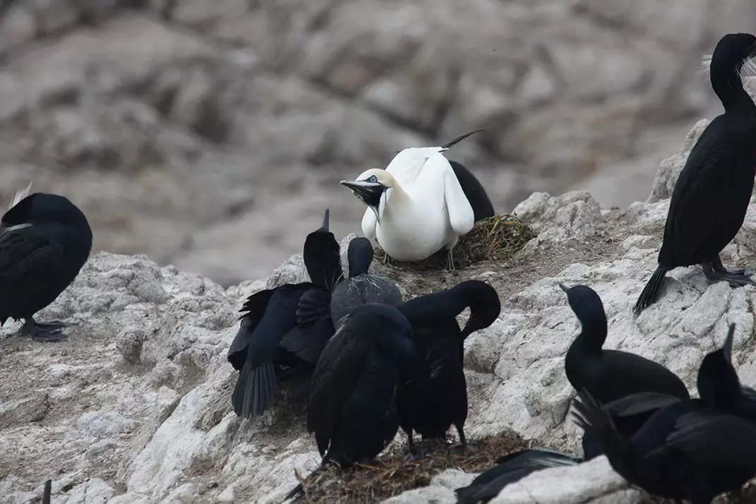 Northern Gannet និង Cormorants របស់ Brandt