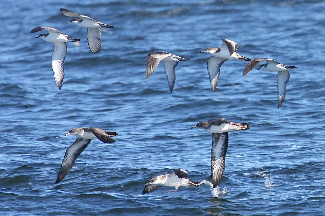 Great Shearwater med Buller's Shearwaters