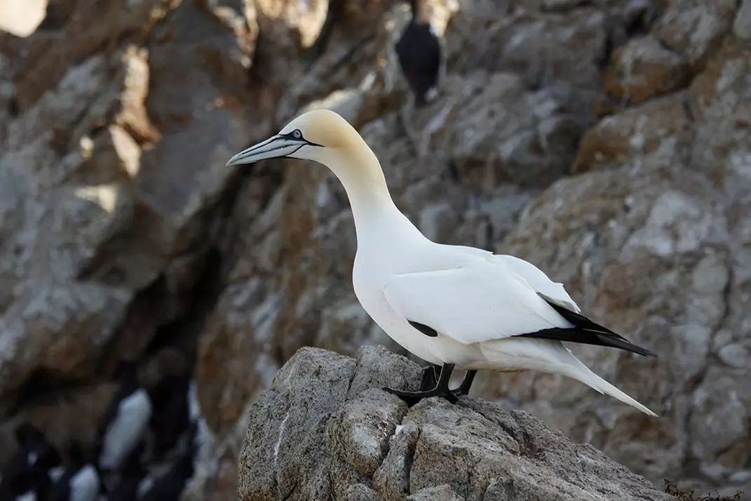 Gannet miền Bắc