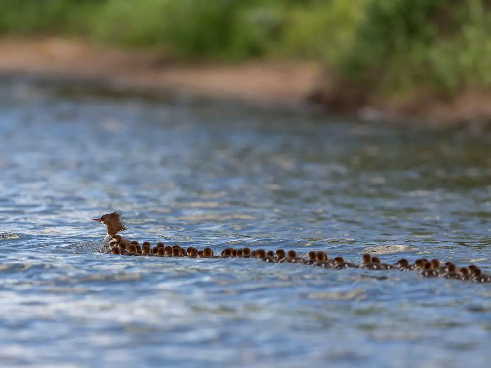 Why a Female Duck Was Spotted with a Huge Brood of 76 Ducklings
