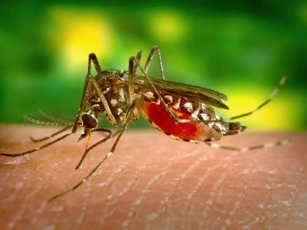 Os xenes fan que algunhas persoas sexan máis atractivas para os mosquitos