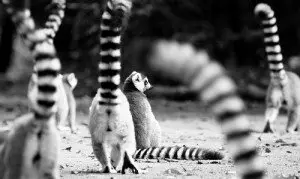 အမြီးပါသော Lemur- ငါ့အစ်ကို အနံ့အသက်။