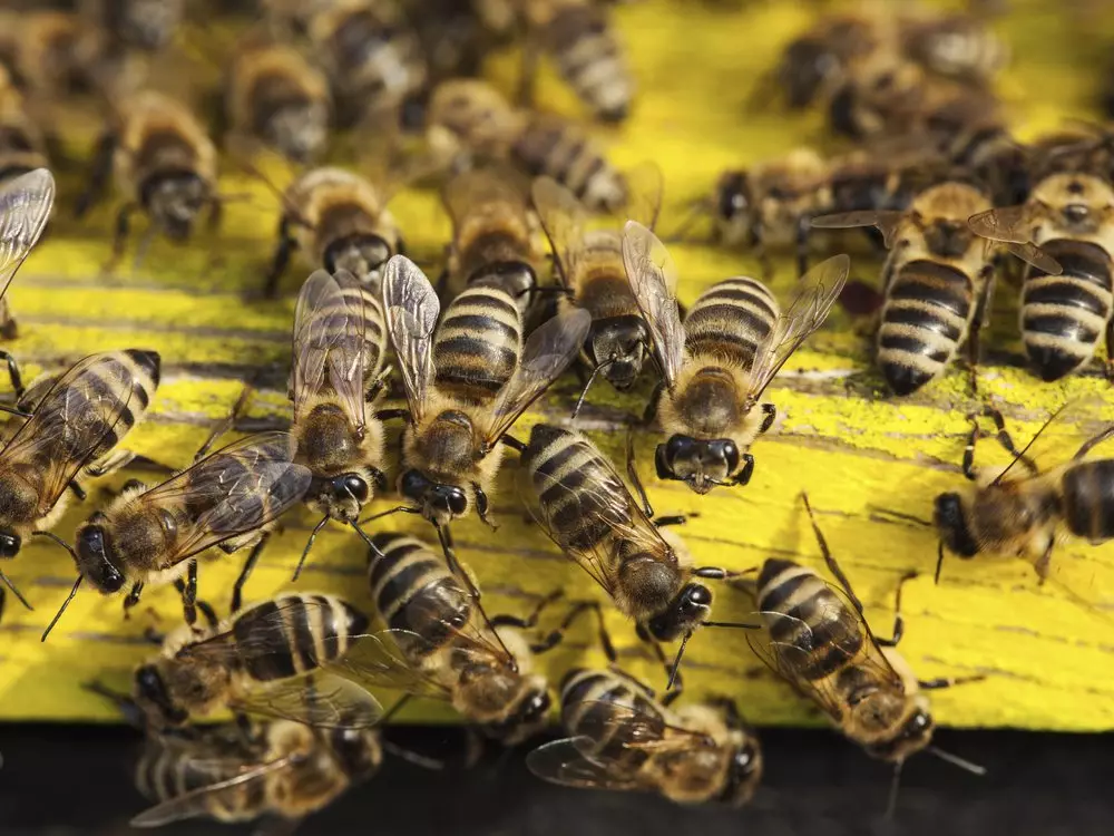 다양한 꿀벌은 농사에 유익하며 농민 지갑