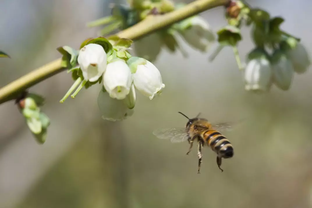 Biene und Heidelbeeren