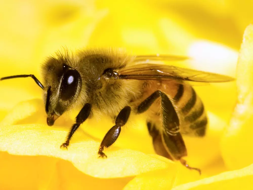 Комерцијалне кошнице можда спашавају усеве, али убијају дивље пчеле