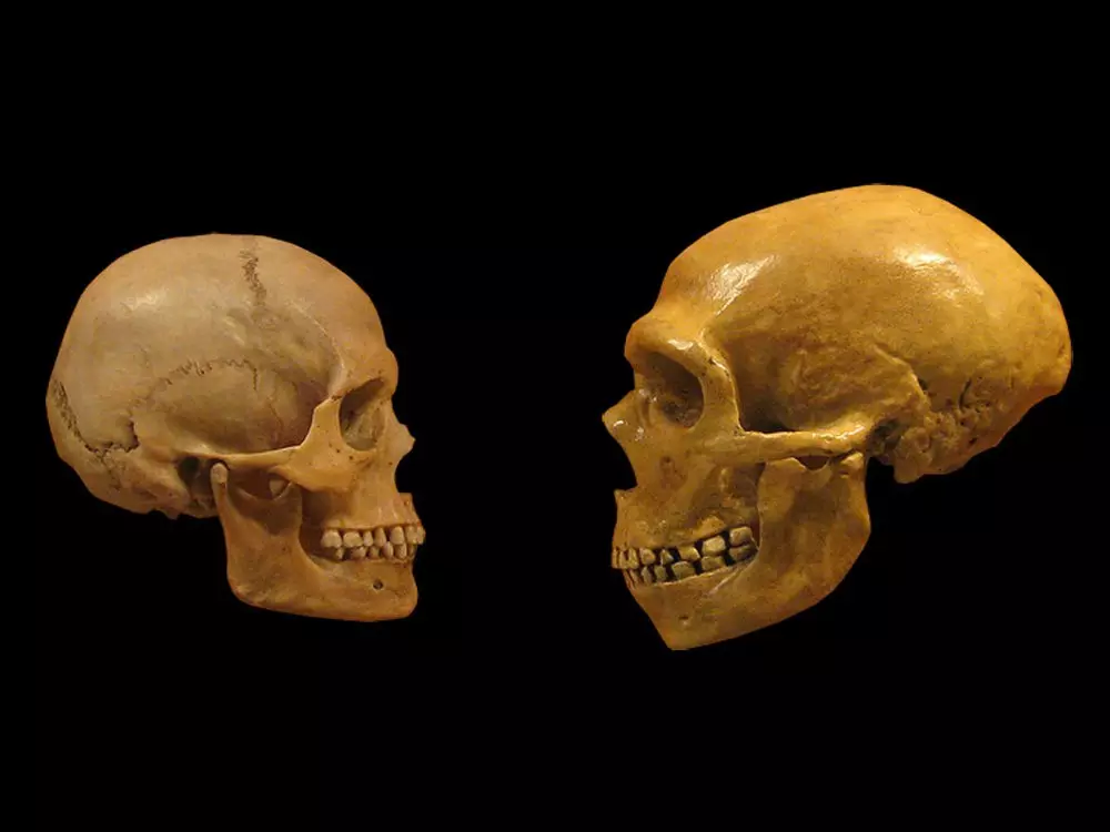 Tengkorak Manusia dan Neanderthal