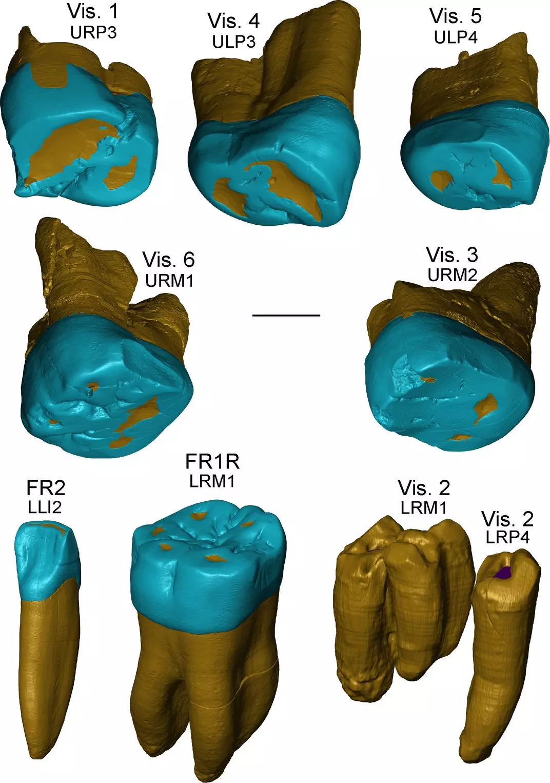 Renderização de dentes neandertais