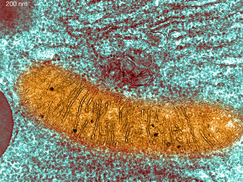 Abambo Amapatsanso DNA ya Mitochondrial, Mosiyana ndi Chikhulupiriro Chakale