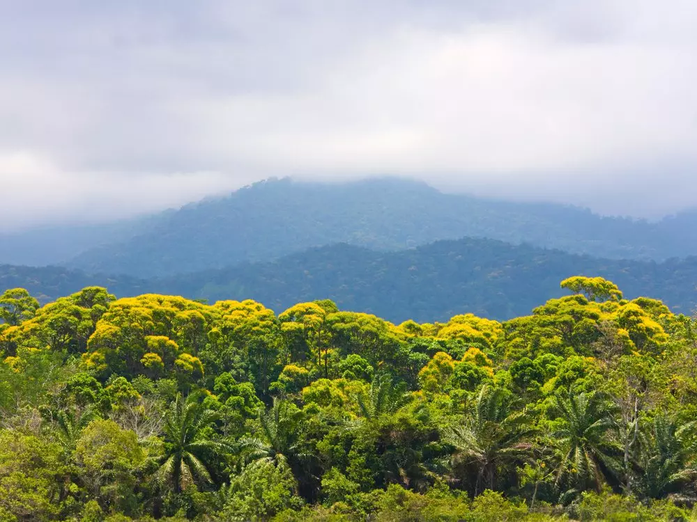 Regnskov i Honduras