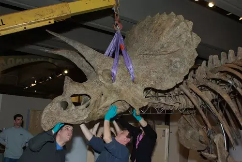 "Zinar" Triceratops Malek Baş Dibîne