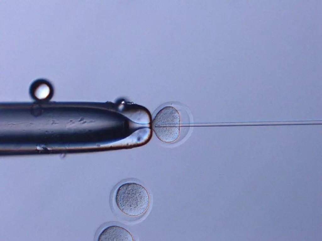 Efter en sexårig vistelse i rymden producerar frystorkade spermier från möss friska valpar