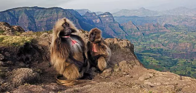 Etiopian eksoottiset apinat