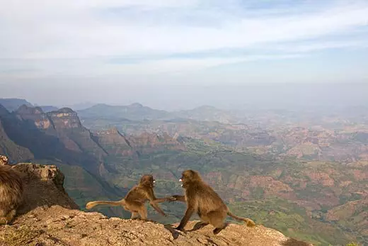 ایتھوپیا کے غیر ملکی بندر 5386_23