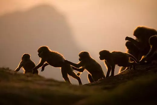 ایتھوپیا کے غیر ملکی بندر 5386_25