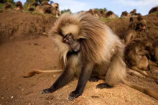 ایتھوپیا کے غیر ملکی بندر 5386_29