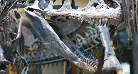 Sebuah Allosaurus mengancam Stegosaurus di Museum Sejarah Alam Los Angeles County.