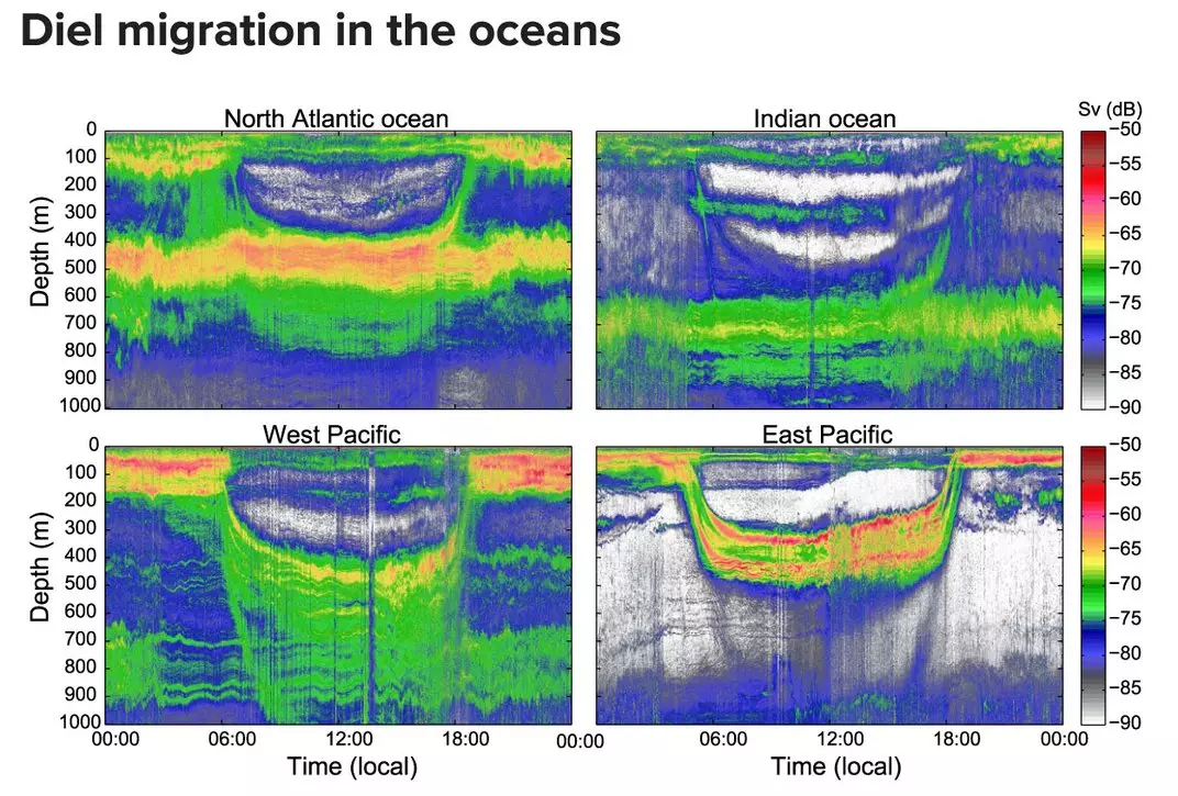 Графика Diel Migration Oceans