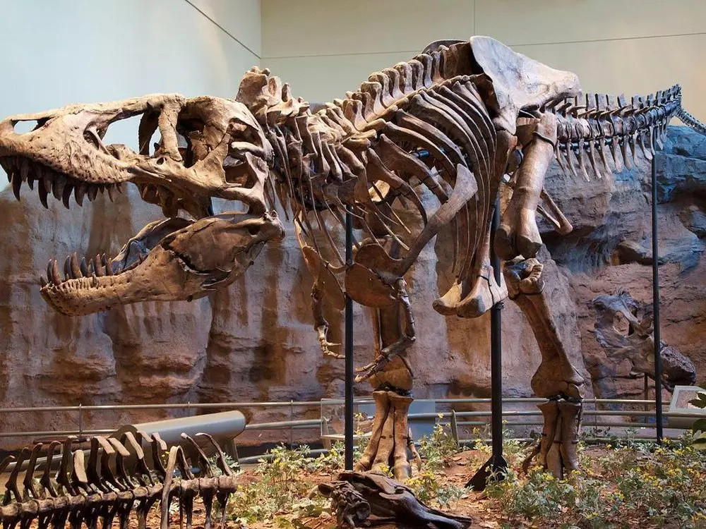 tirannosauro Rex