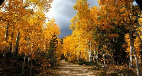 Aspen trees a Colorado