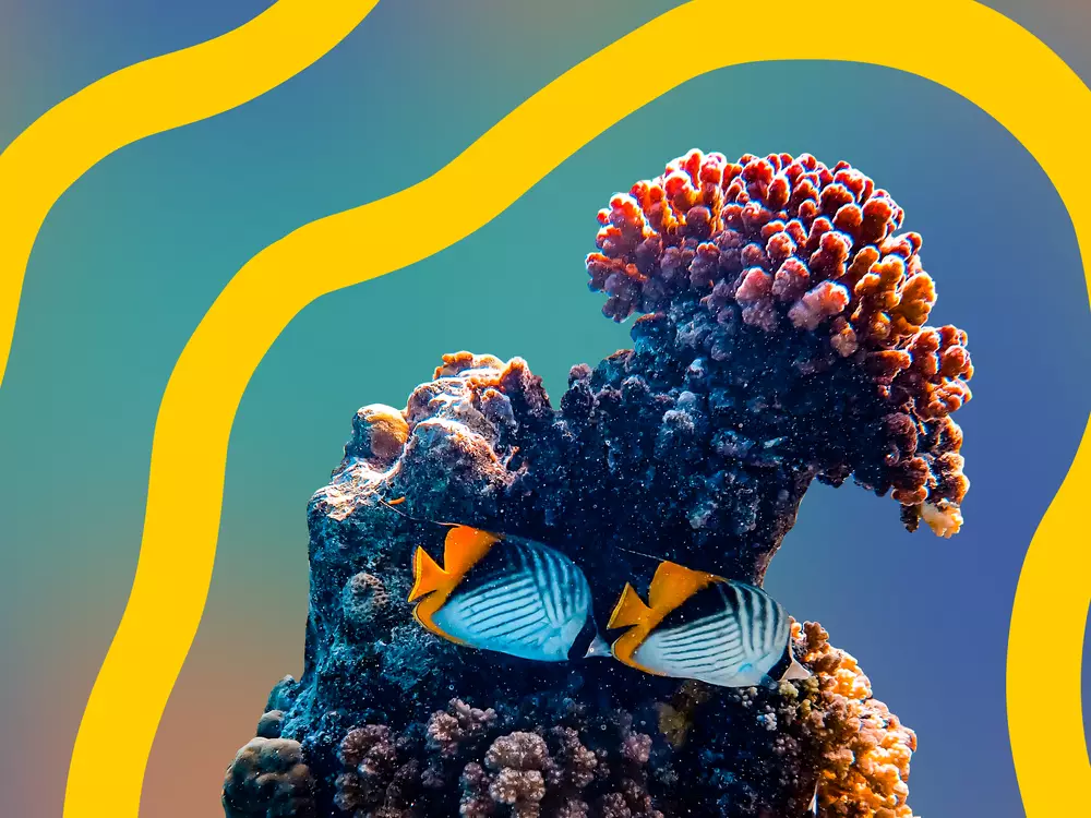 مرونة الشعاب المرجانية والمحافظة التي يقودها السكان الأصليون في تفاؤل الأرض هذا الأسبوع