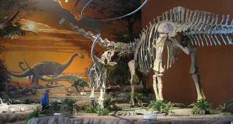 Suarophaganax (maldekstre) turmentas enorman Diplodocus ĉe la Nov-Meksiko-Muzeo de Naturhistorio kaj Scienco
