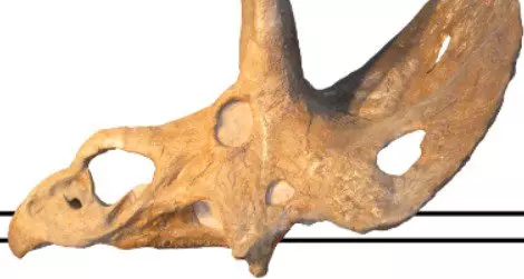 Nedoceratops: Sein oder Nichtsein?