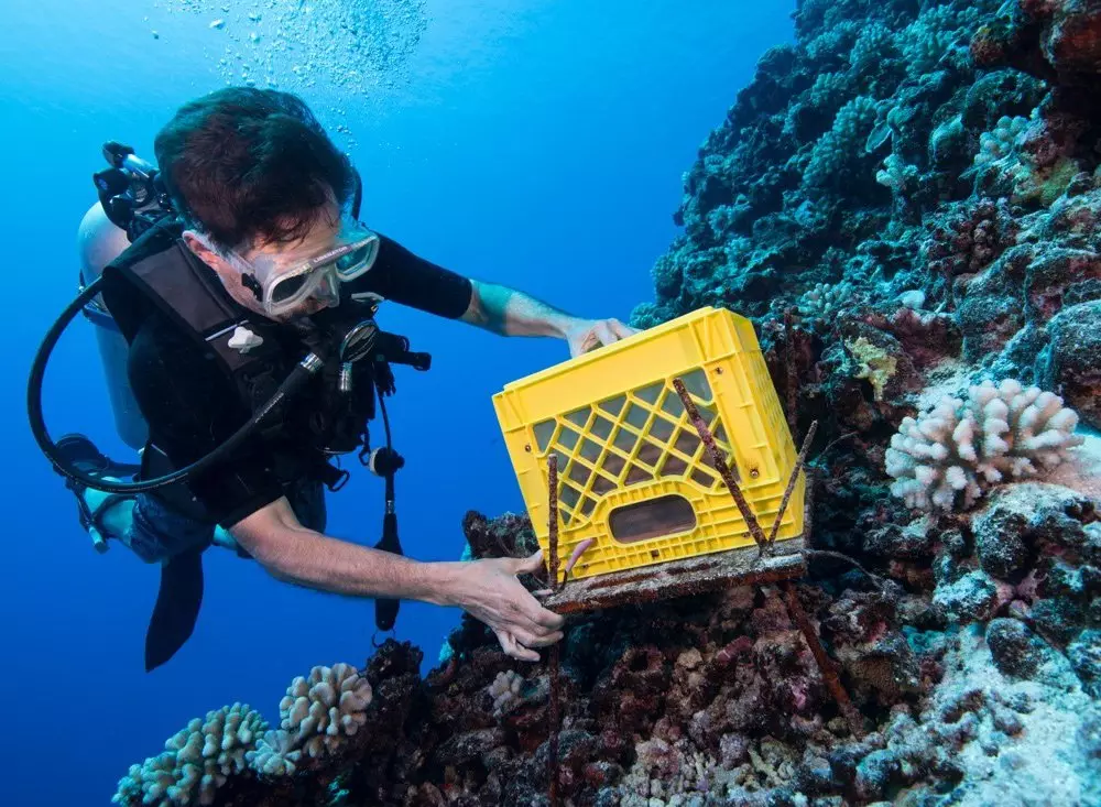 Крис Майер, зоолог по морски безгръбначни от Националния природонаучен музей на Смитсониън, се гмурка из Френска Полинезия с оборудване, използвано за проследяване на здравето на кораловия риф. (Джени Адлер)