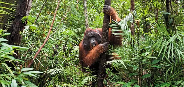 Orangutana salbatzeko bilaketa