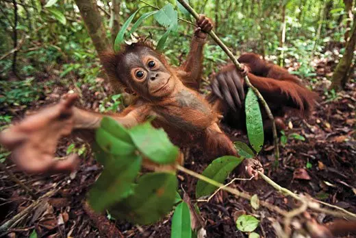 Achọ iji chekwaa Orangutan 5658_10