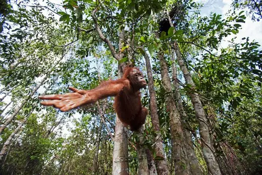 Orangutana salbatzeko bilaketa 5658_11