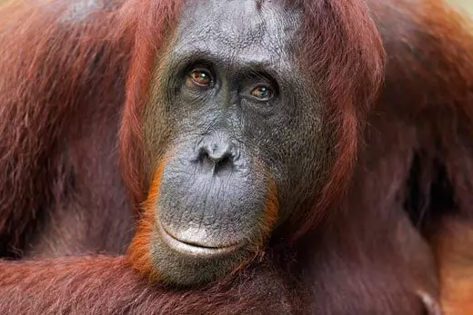 Kufunafuna Kupulumutsa Orangutan 5658_12